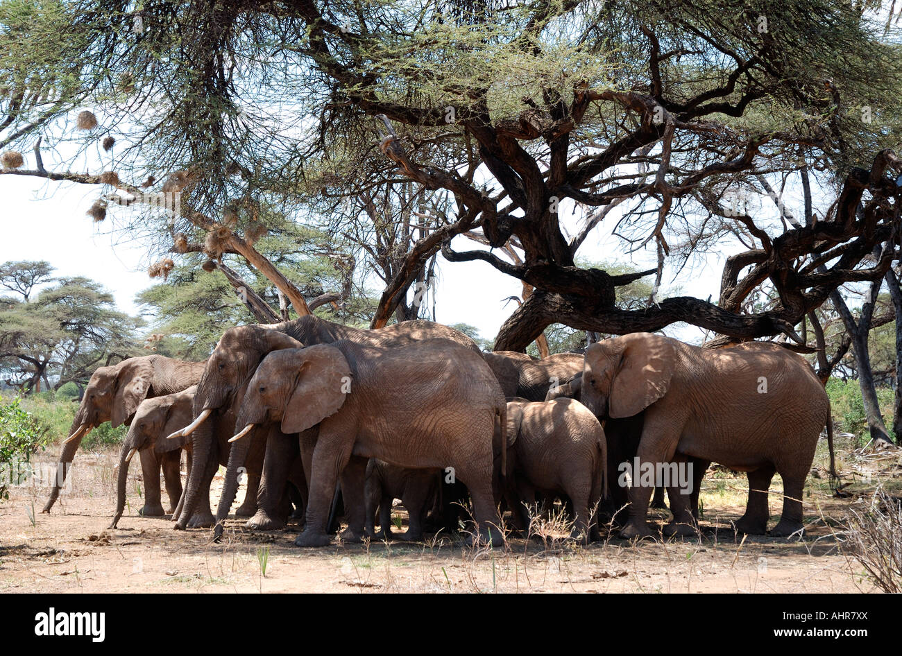 Nests in shady trees hi-res stock photography and images - Alamy