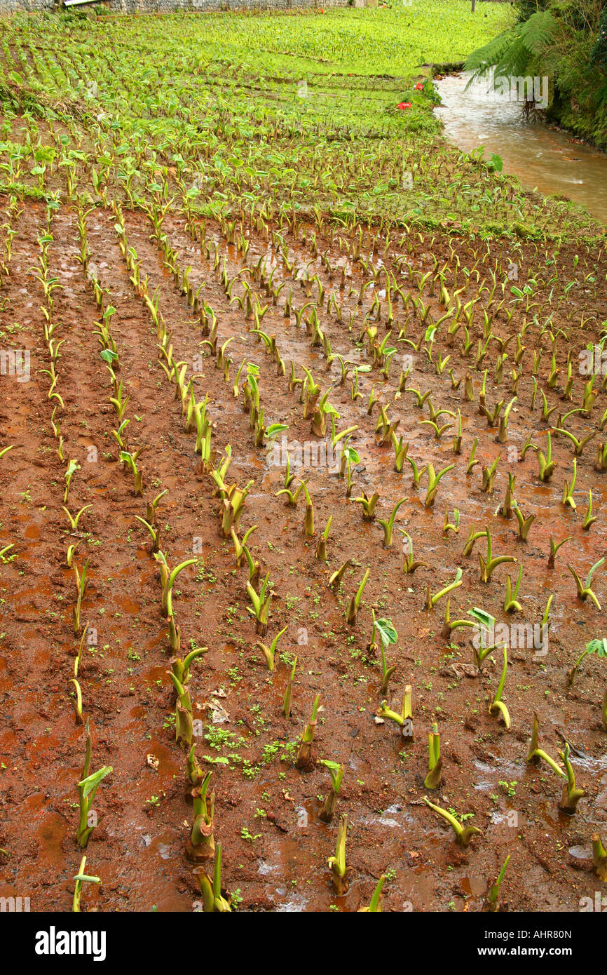 Taro plantation hi-res stock photography and images - Alamy