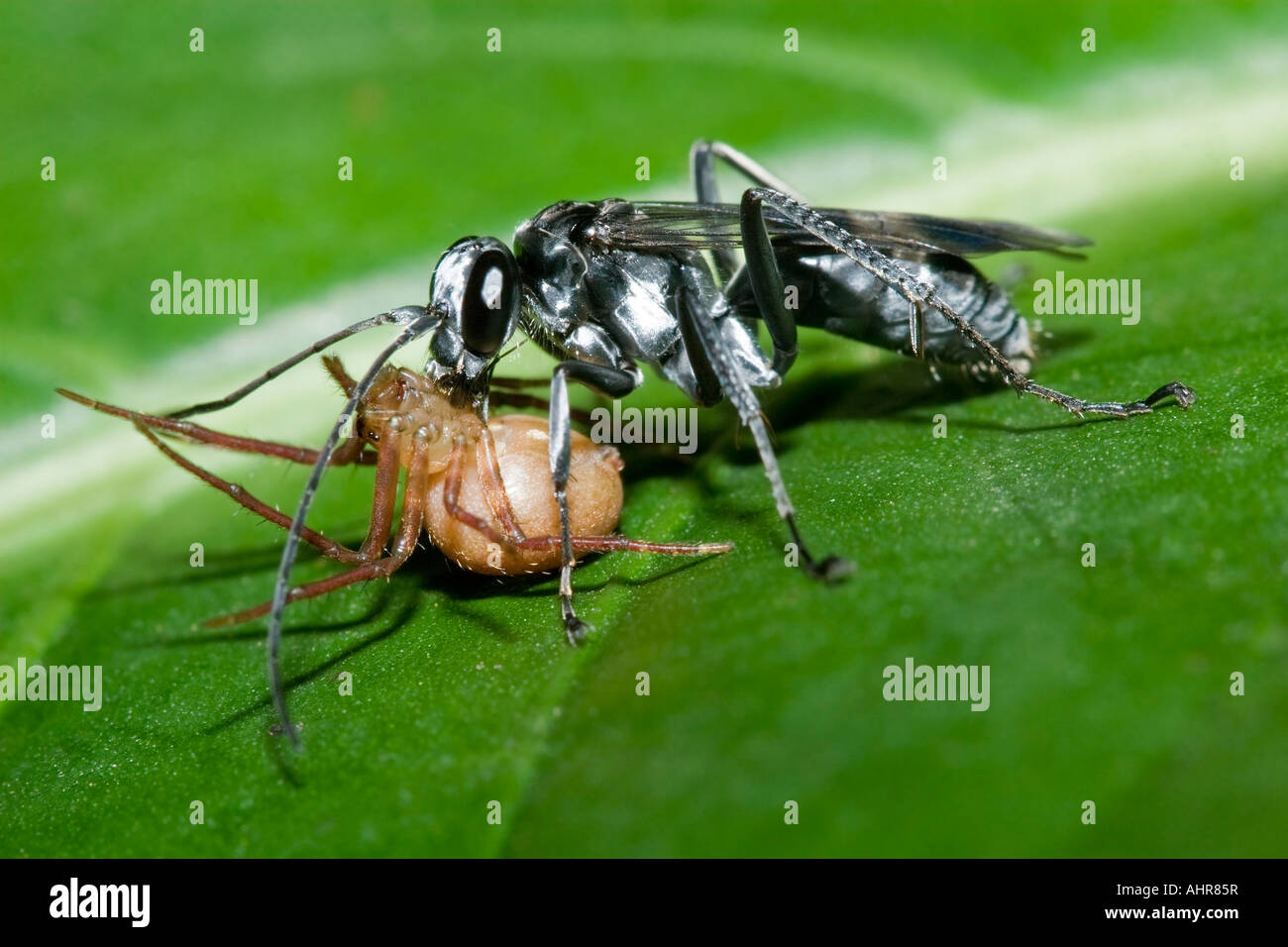 Parasitoid wasp eating prey hi-res stock photography and images - Alamy