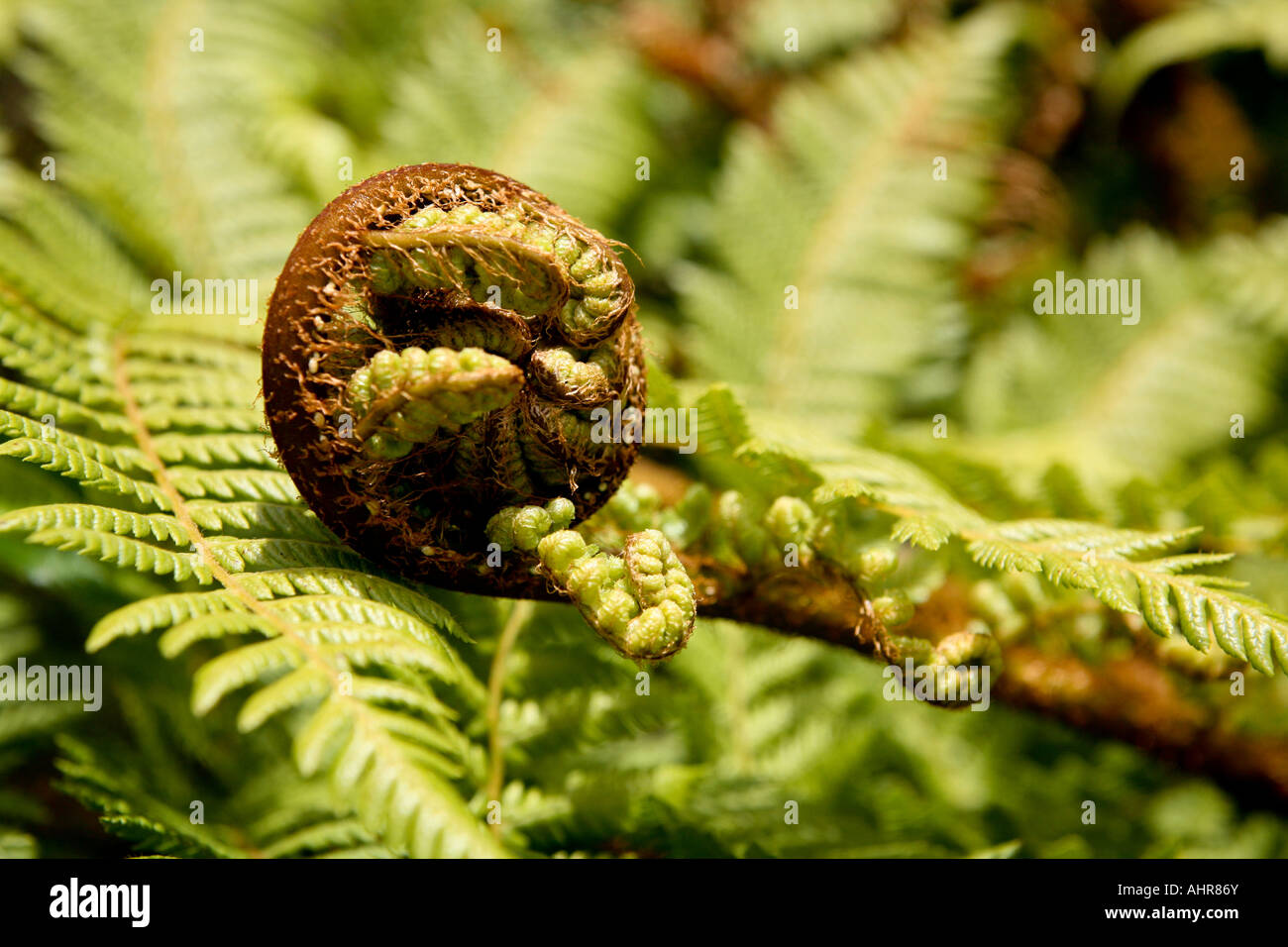 An uncurling silver fern tree frond (Cyathea dealbata), New Zealand ...