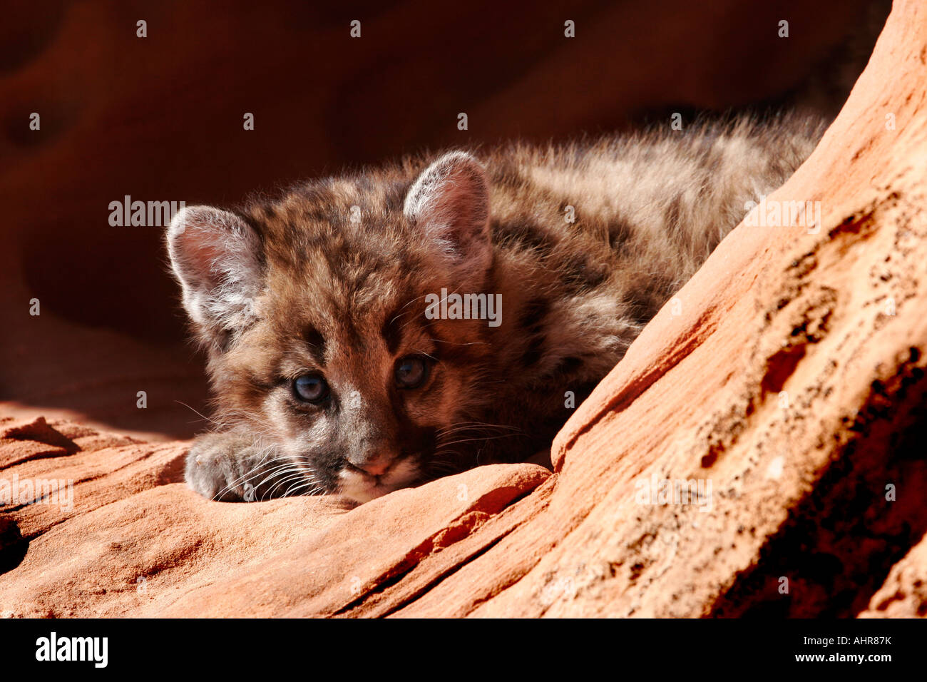 Newborn Mountain Lion