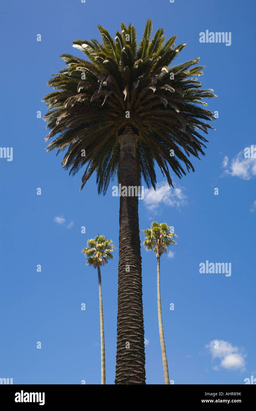 Symmetrical palm trees in Clive Square, Napier, New Zealand Stock Photo ...