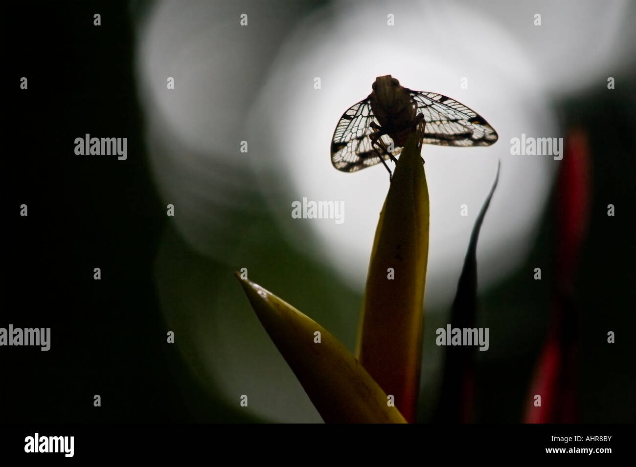 Silhouette of a planthopper in the lowland tropical rainforests of ...