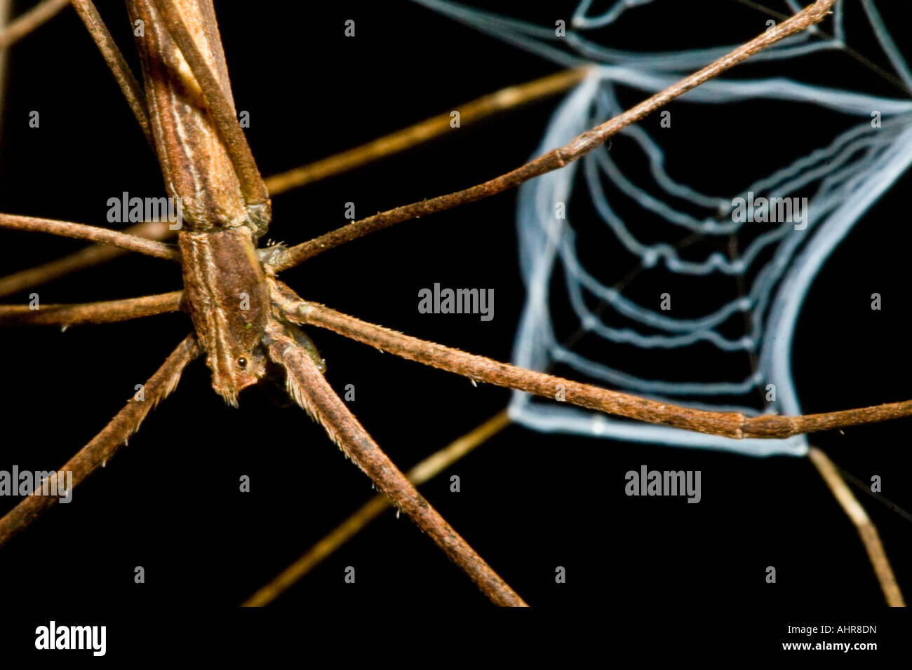 Ogre-faced spider (family Deinopidae) with web awating prey in the ...