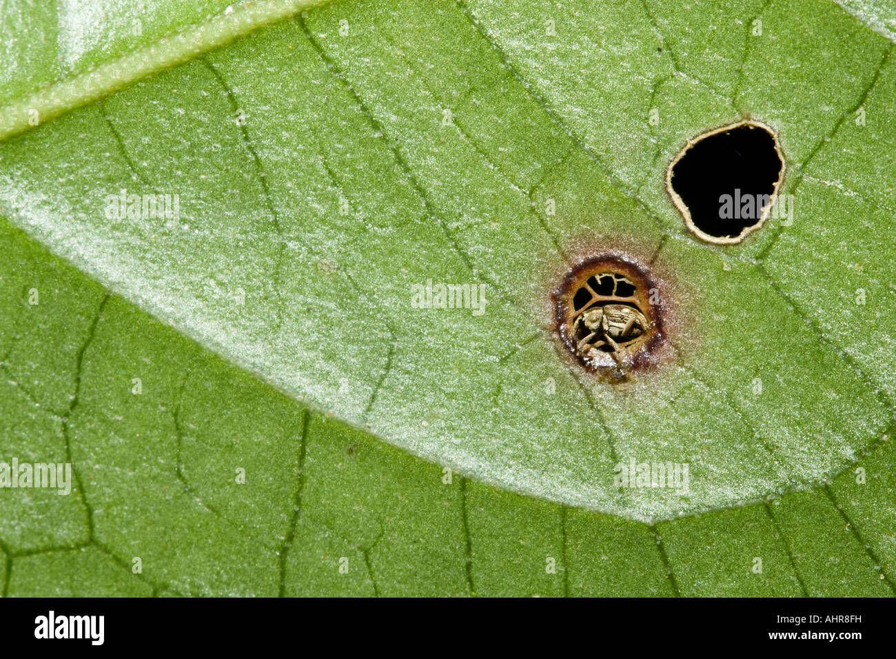 A small weevil perched in a hole of a leaf in the cloud forests of ...