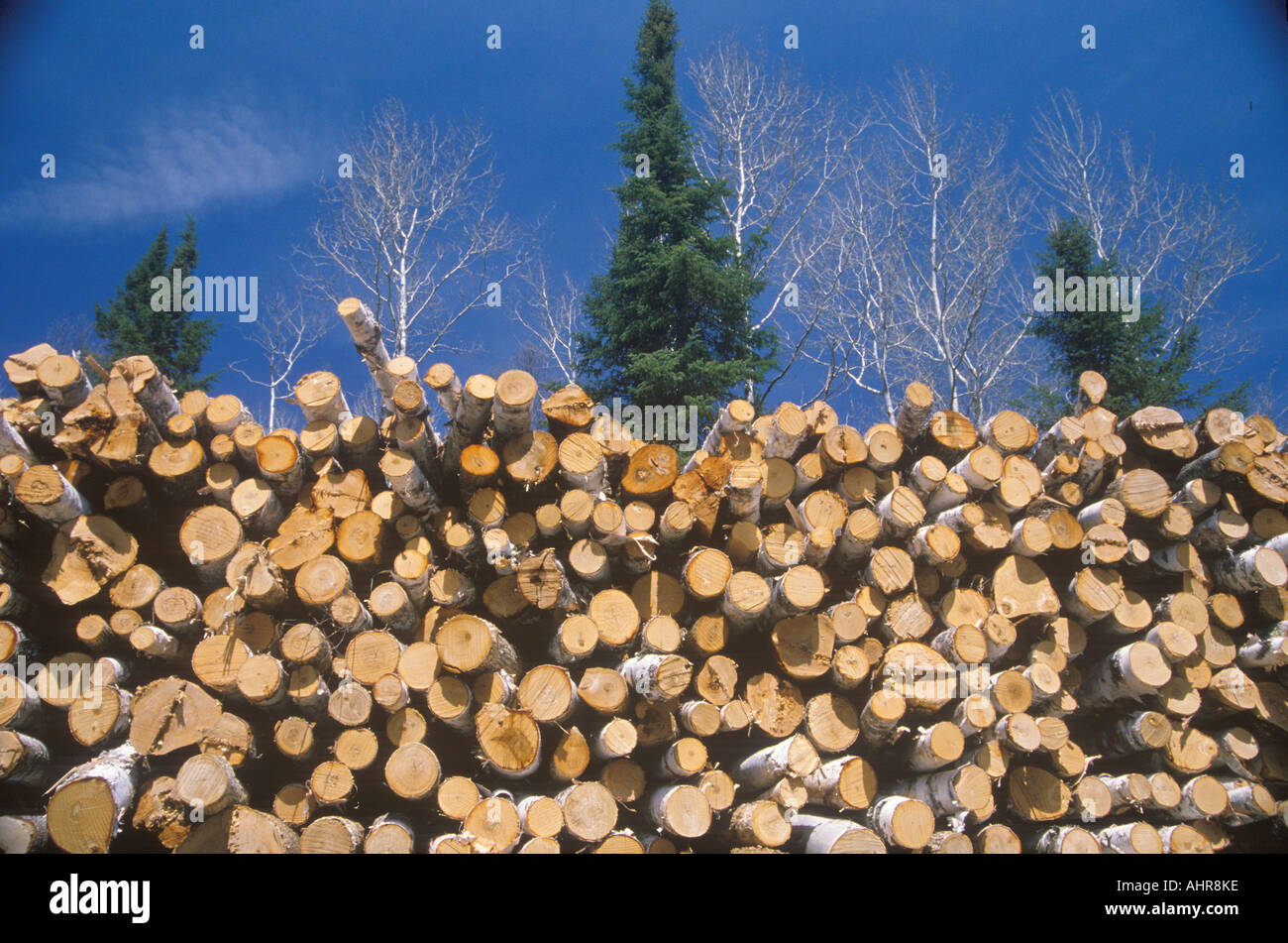 Recently cut logs awaiting processing at a Wisconsin mill Stock Photo ...