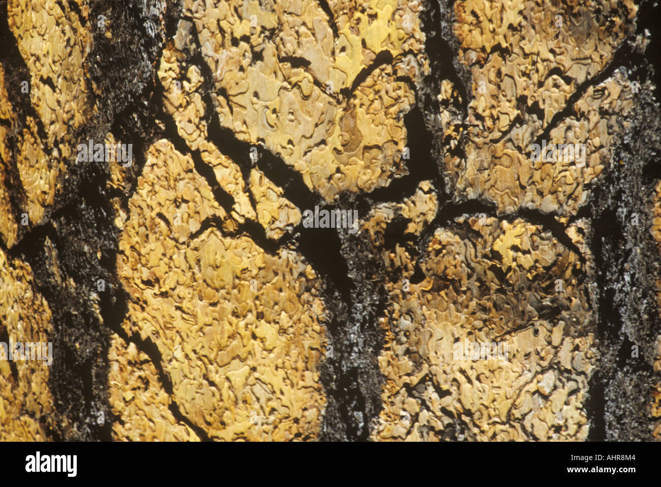 Redwood logging industry hi-res stock photography and images - Alamy
