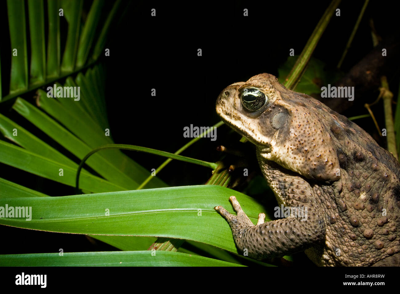 Portrait of a cane toad (Bufo marinus) in the lowland tropical ...