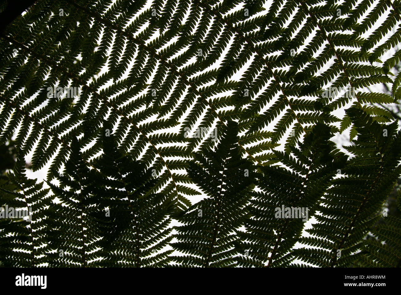 Sunlight through silver tree fern fronds (Cyathea dealbata), New ...