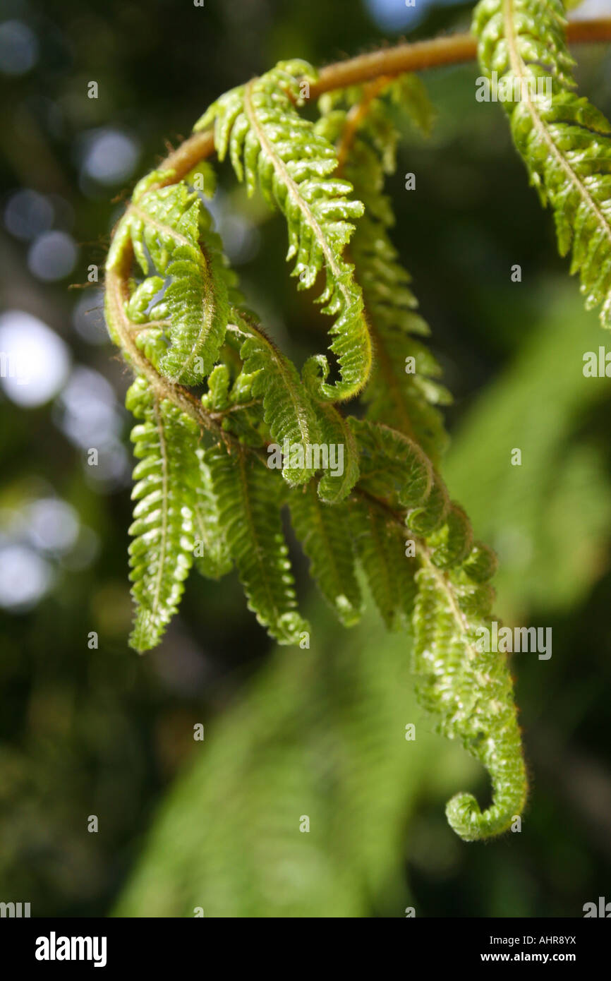 Fern leaf curls new zealand hi-res stock photography and images - Alamy