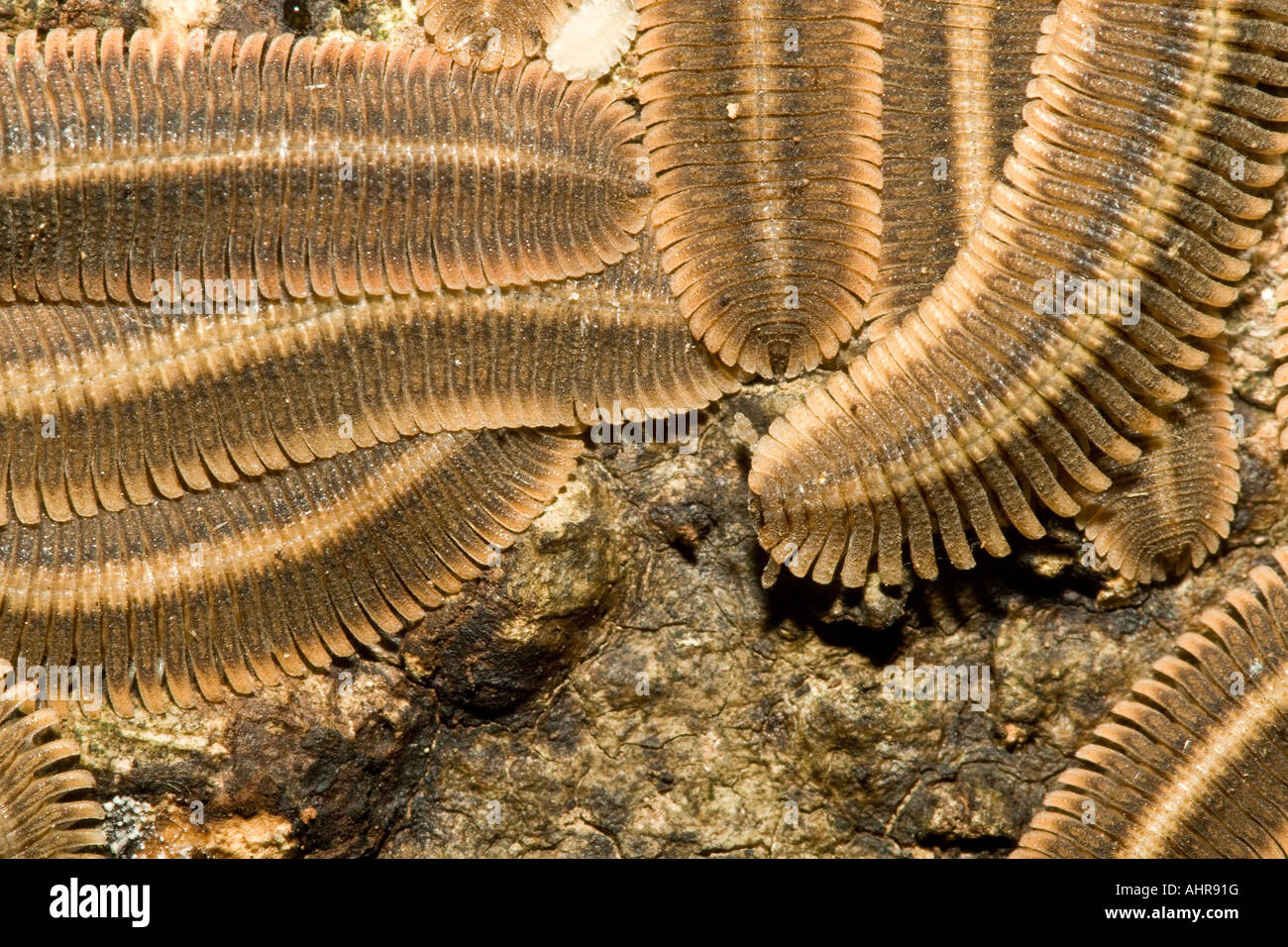 Communal millipedes hi-res stock photography and images - Alamy