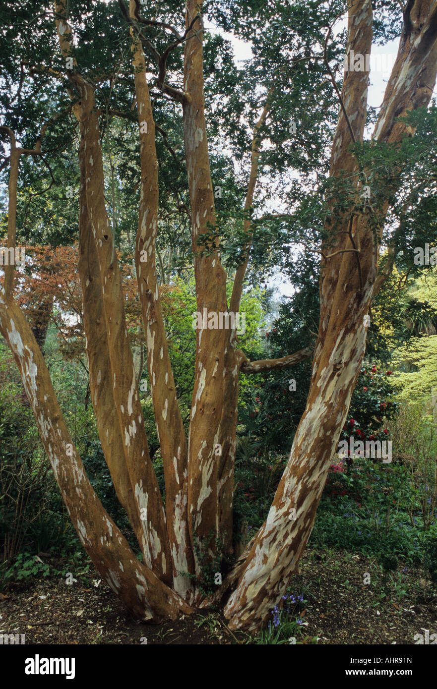 Luma Apiculata High Resolution Stock Photography and Images - Alamy