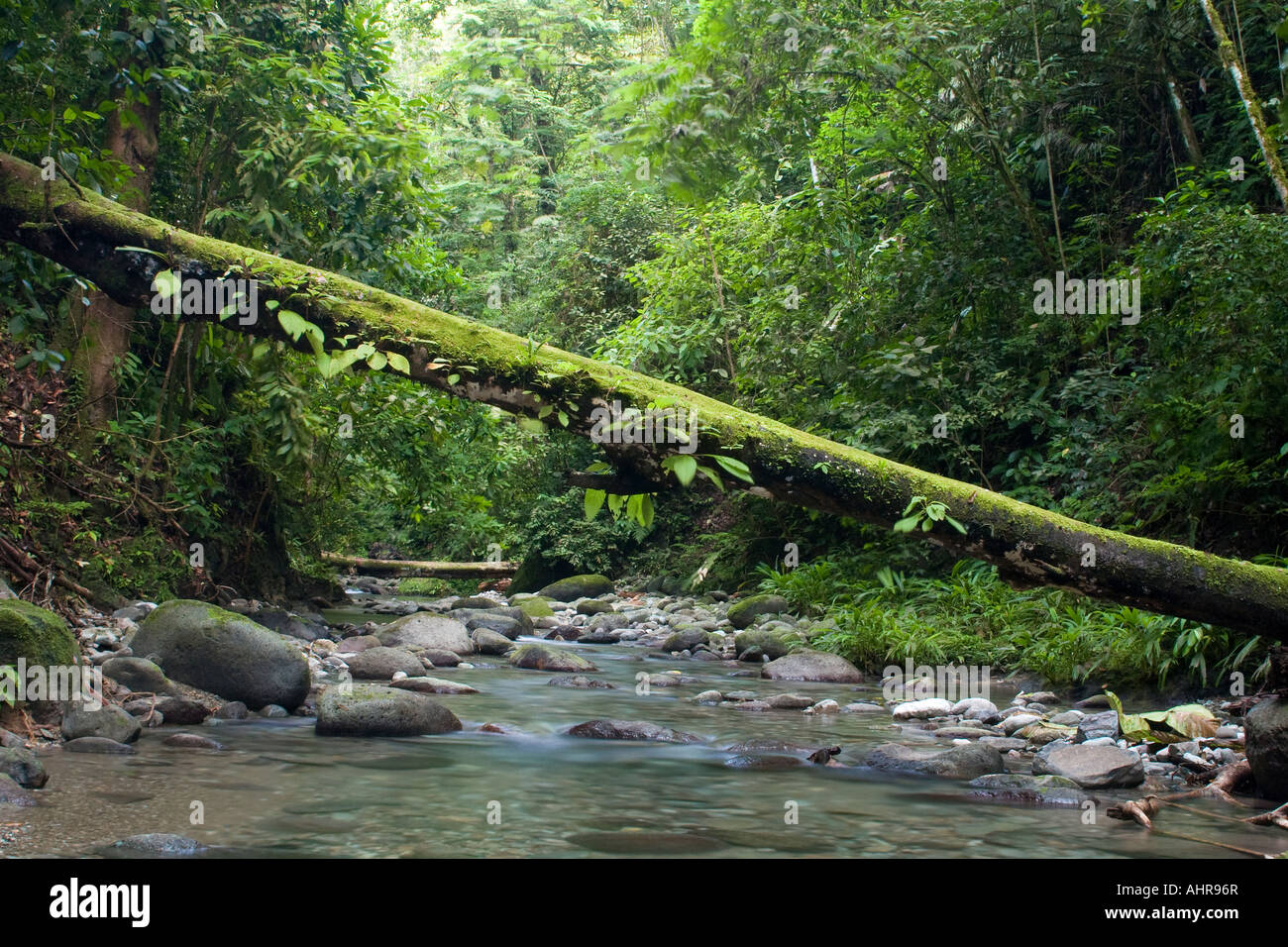 Lush stream in the lowland tropical rainforests of Panama Stock Photo ...