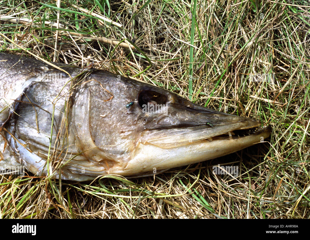 Uk pike teeth hi-res stock photography and images - Alamy