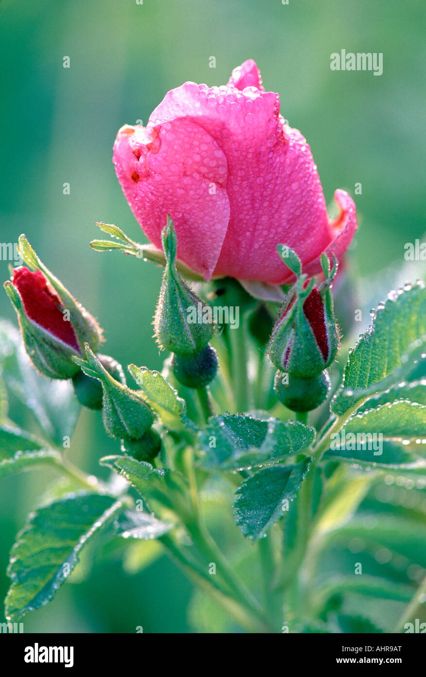 Prairie rose iowa hi-res stock photography and images - Alamy