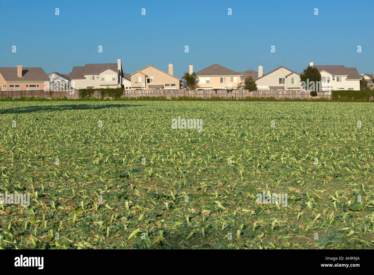 Farmer s fields with crops by encroaching housing development ...