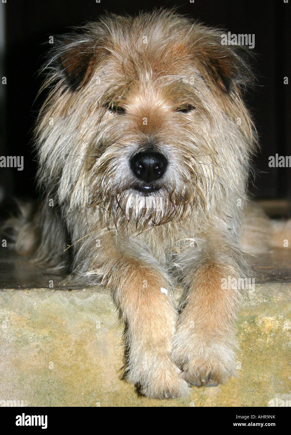 Animal step hi-res stock photography and images - Alamy