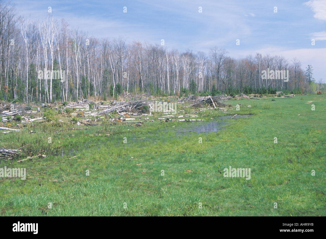 A pile of trees lying on the ground waiting to be milled in Wisconsin ...