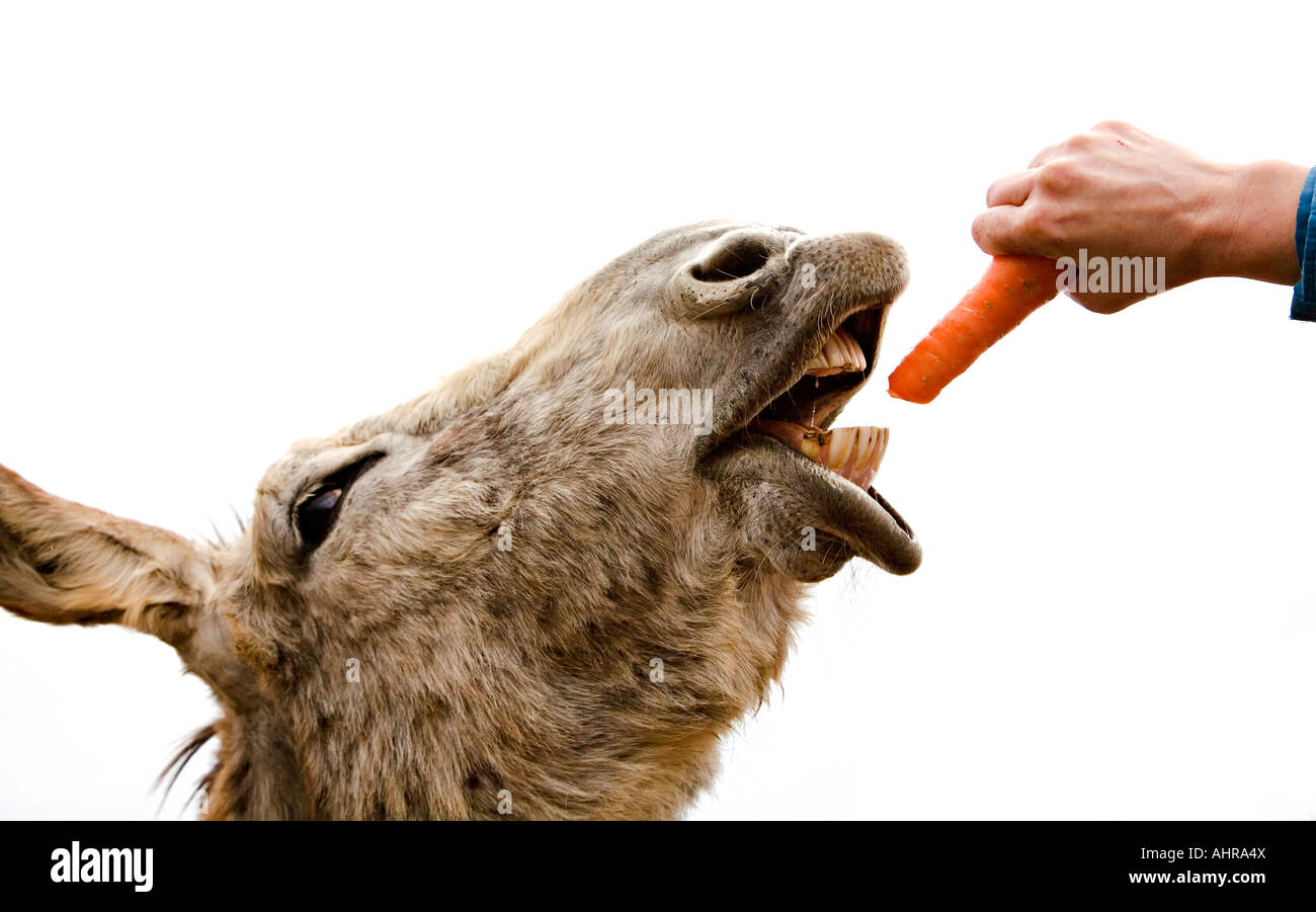 Donkey mouth open hi-res stock photography and images - Alamy