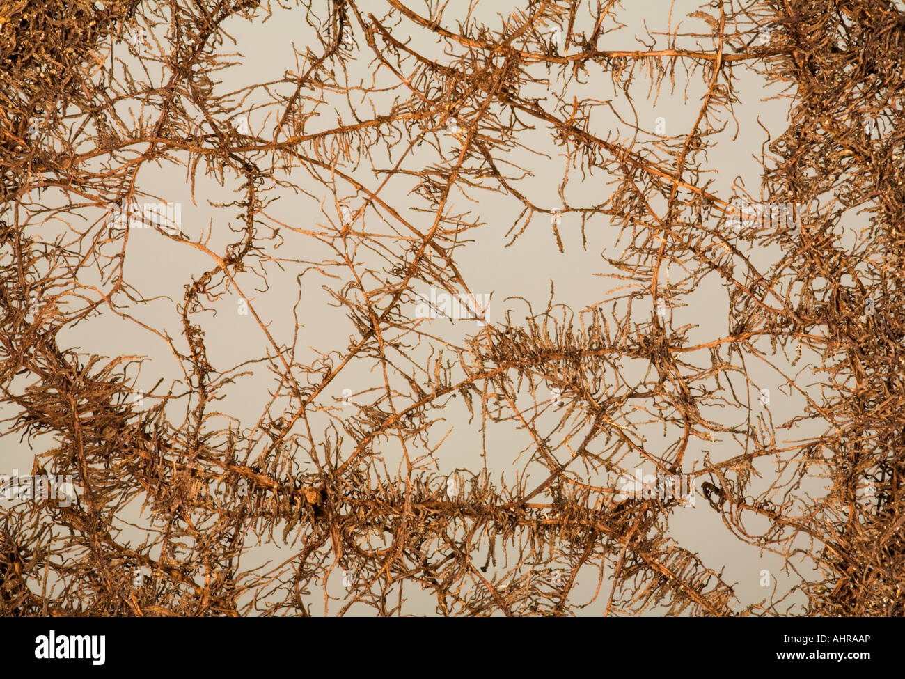 Root of a pot plant Stock Photo - Alamy