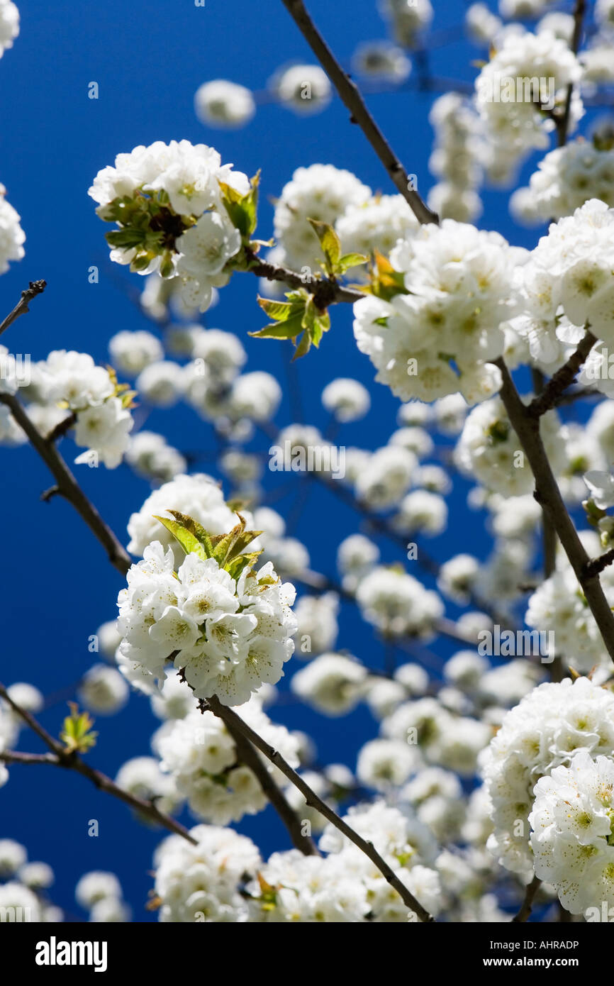 Cherry tree in blossom Germany Stock Photo - Alamy