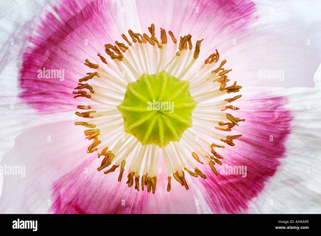 Poppy shaped flowers hi-res stock photography and images - Alamy