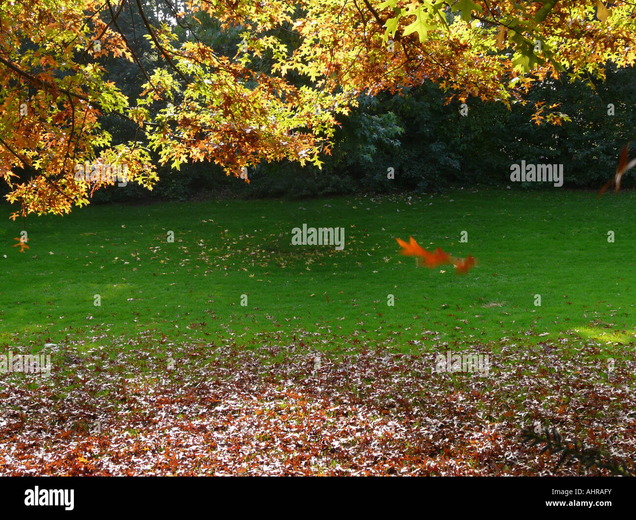 Bruised leaf hi-res stock photography and images - Alamy