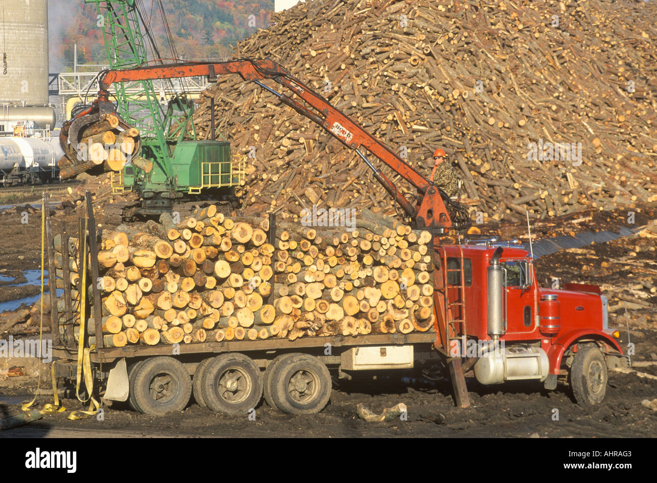 Cranes adding logs to the large pile of wood ready to be made into ...