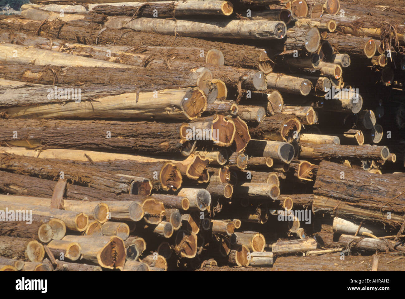 A stack of cut logs awaiting processing at lumber mill Stock Photo - Alamy
