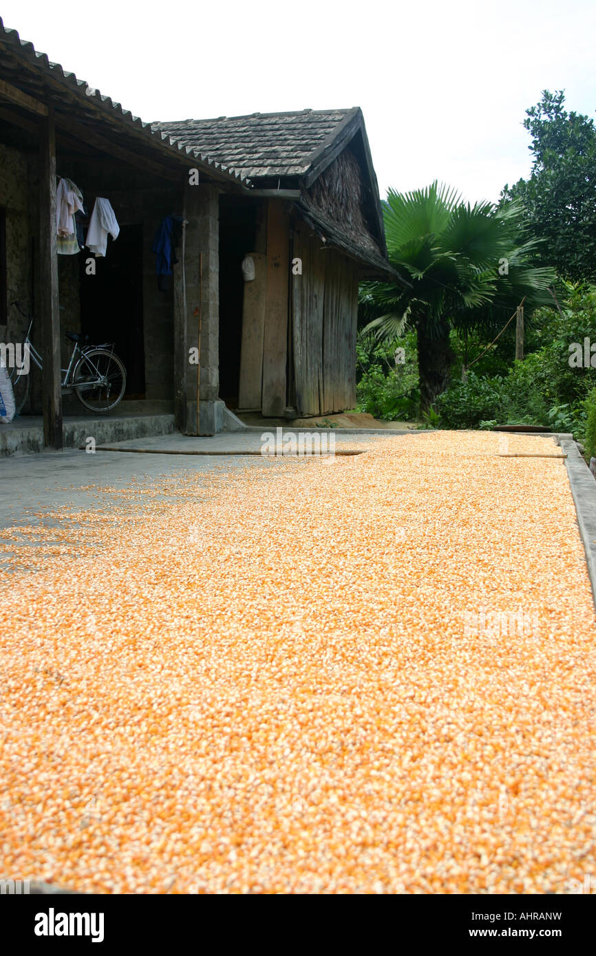 A pile of corn drying outside a wooden Vietnamese house Stock Photo - Alamy
