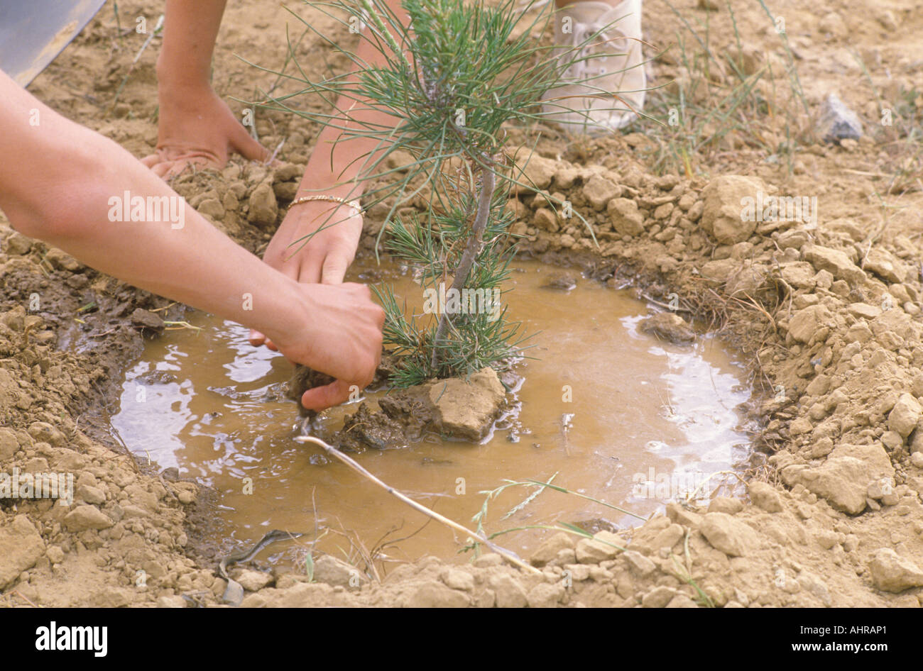 Environmental workers planting a tree seedling a hole part of the Clean ...