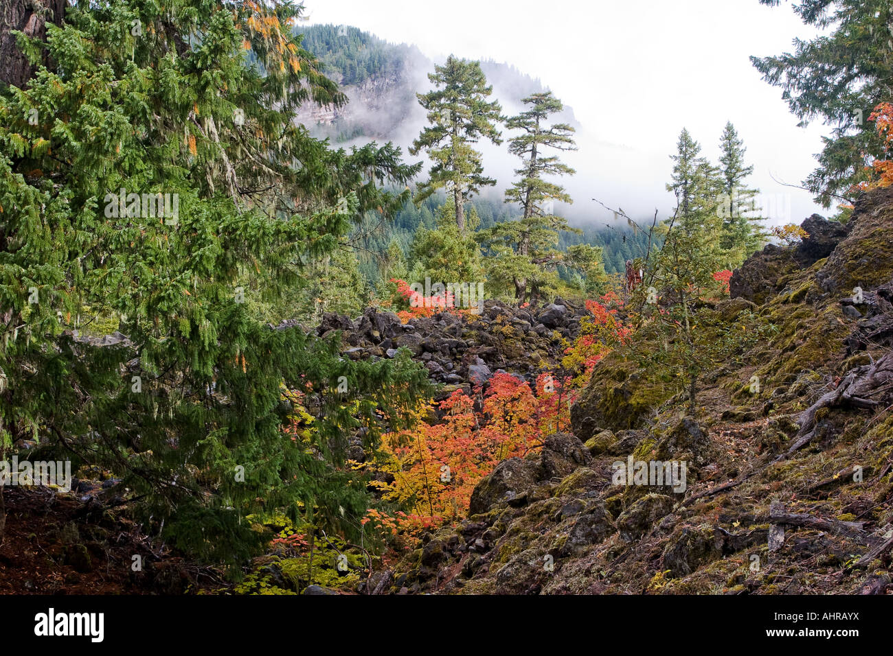 Fall Color On An Oregon Cascades Trail Stock Photo - Alamy