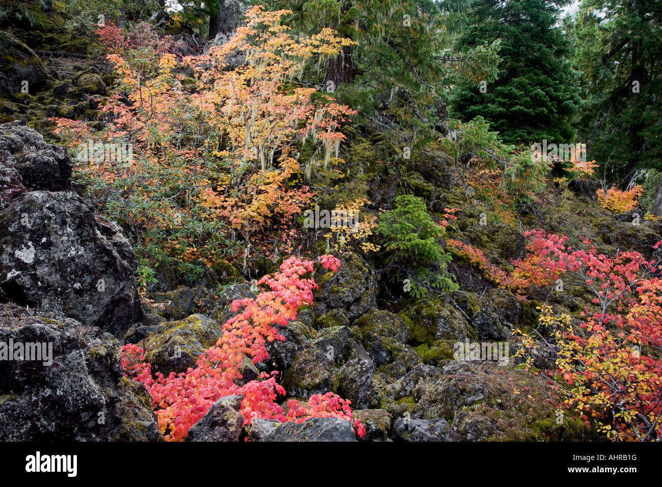 Fall Color On An Oregon Cascades Trail Stock Photo - Alamy