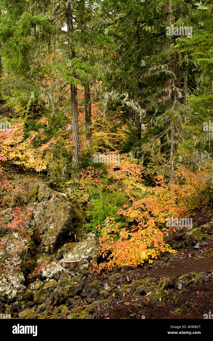 Fall Color On An Oregon Cascades Trail Stock Photo - Alamy