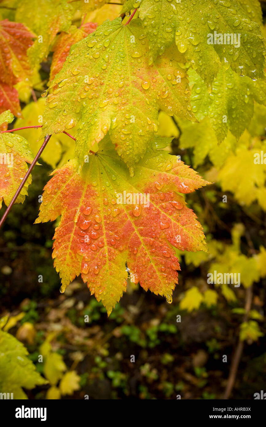Vine maple hi-res stock photography and images - Alamy