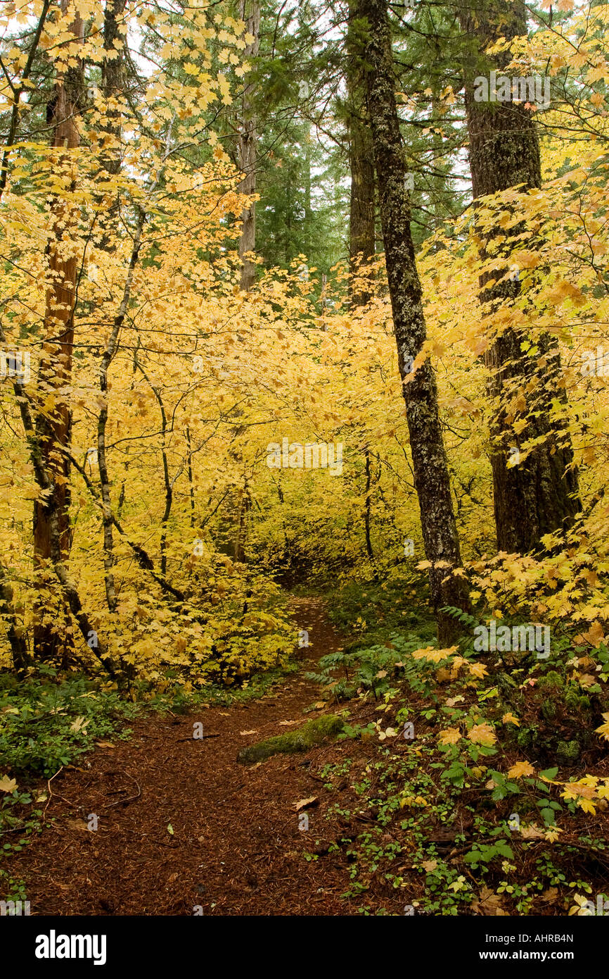 Fall Color On An Oregon Cascades Trail Stock Photo - Alamy