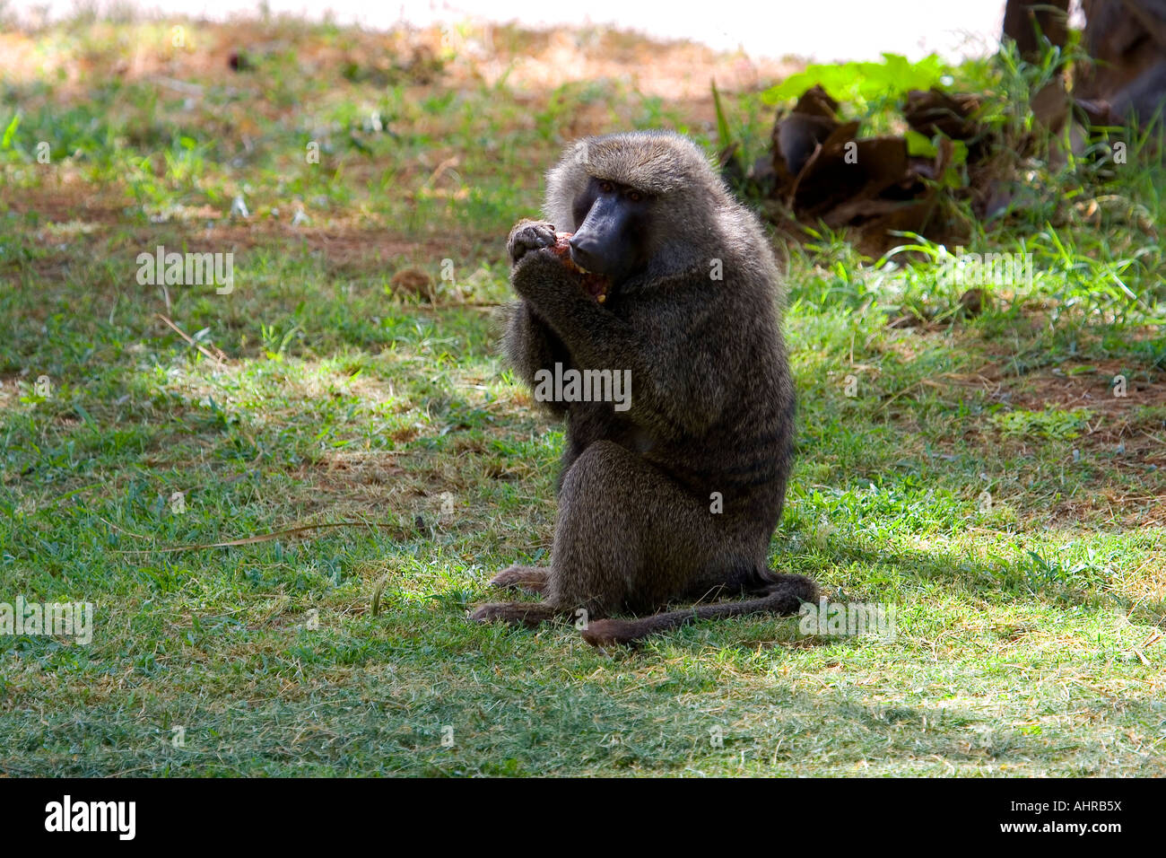 Olive Baboon (Papio anubis Stock Photo - Alamy