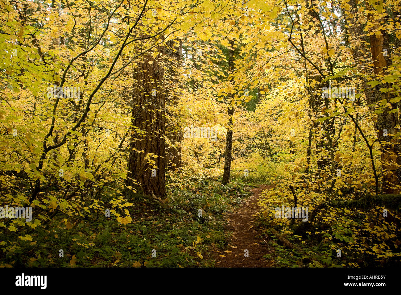 Fall Color On An Oregon Cascades Trail Stock Photo - Alamy