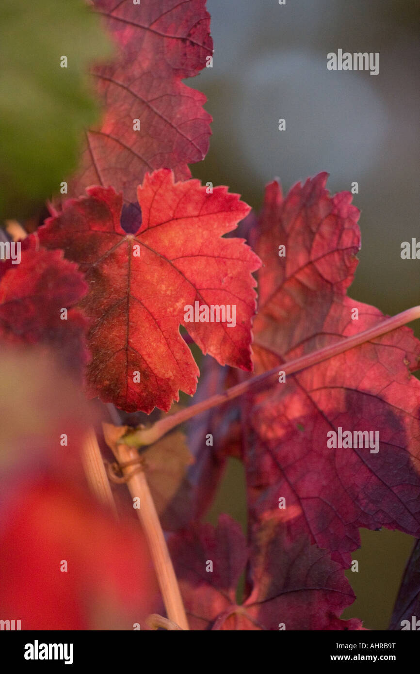 Fall Grape Leaves Stock Photo - Alamy