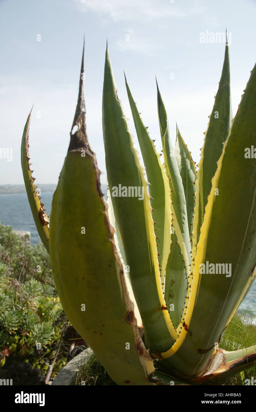 Spiney plant 2 Stock Photo - Alamy