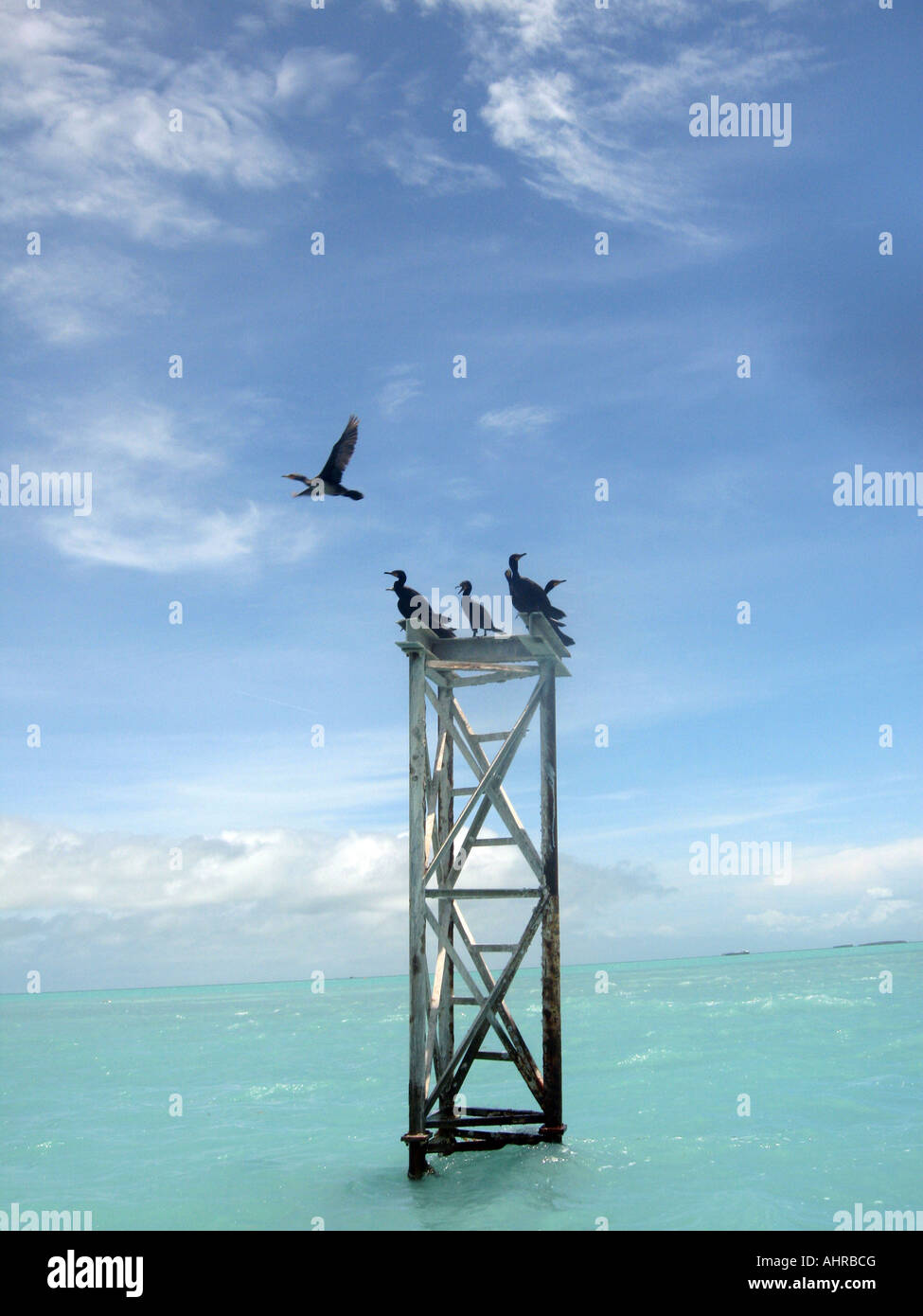 Offshore platform bird hi-res stock photography and images - Alamy