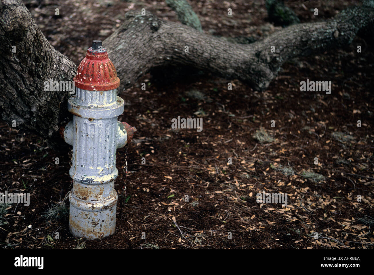 A fire hydrant on St Simon Island Georgia Stock Photo - Alamy