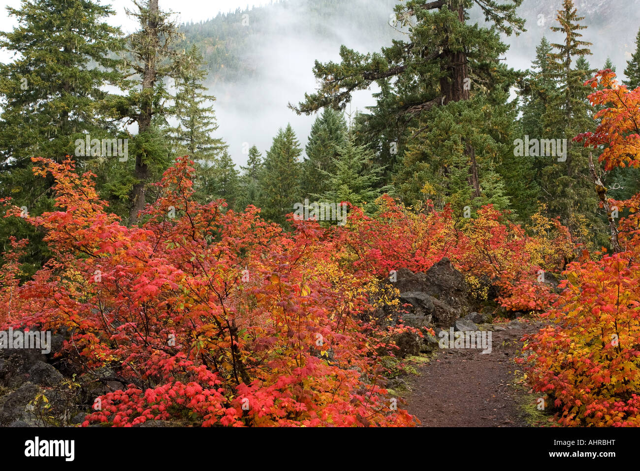 Fall Color On An Oregon Cascades Trail Stock Photo - Alamy