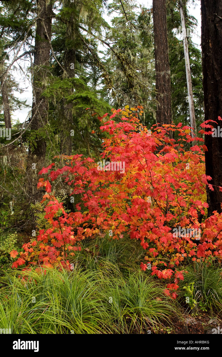 Fall Color On An Oregon Cascades Trail Stock Photo - Alamy