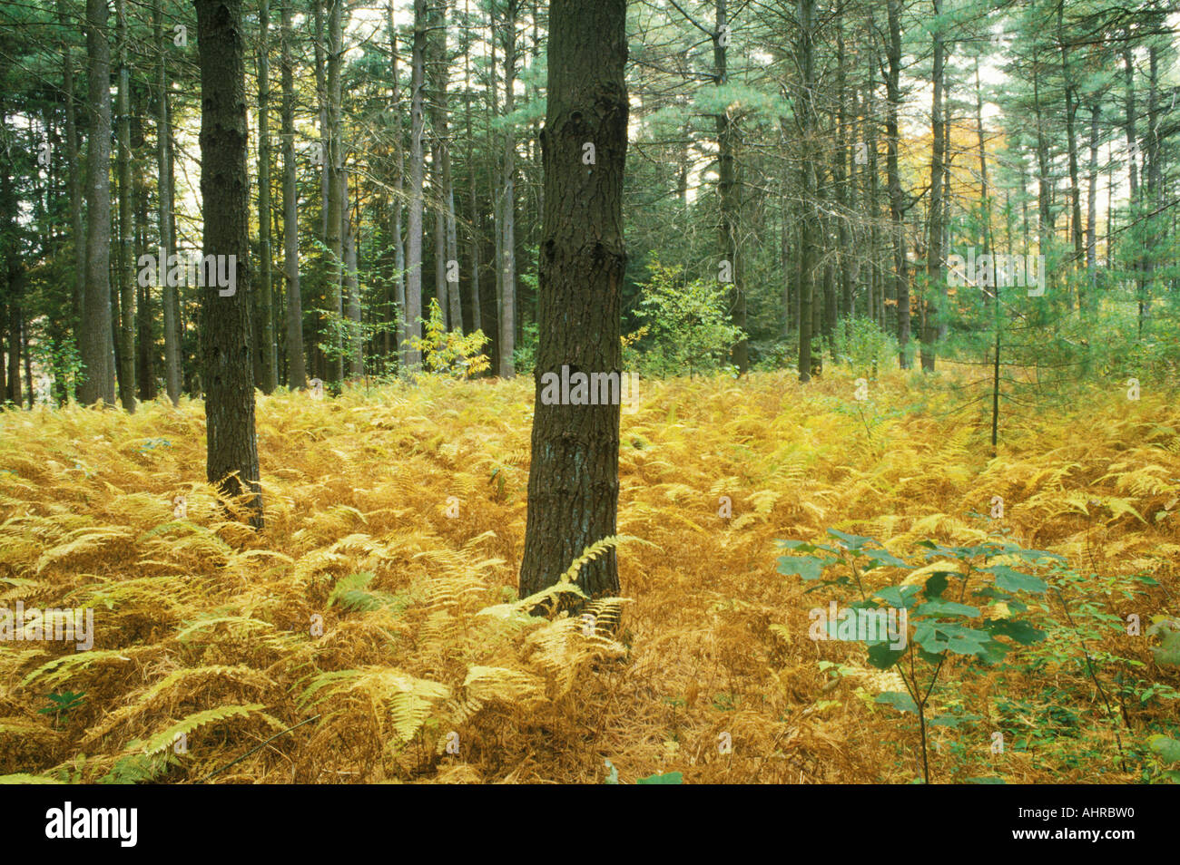 Photography in new forest hi-res stock photography and images - Alamy