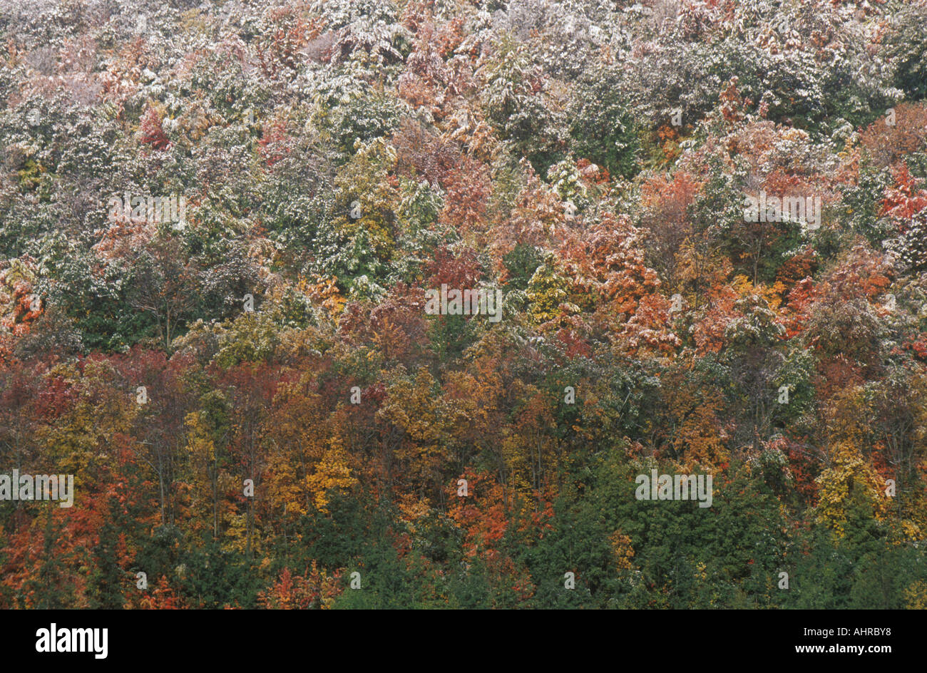 Snow on Autumn Trees Allegheny Mountains Stock Photo - Alamy