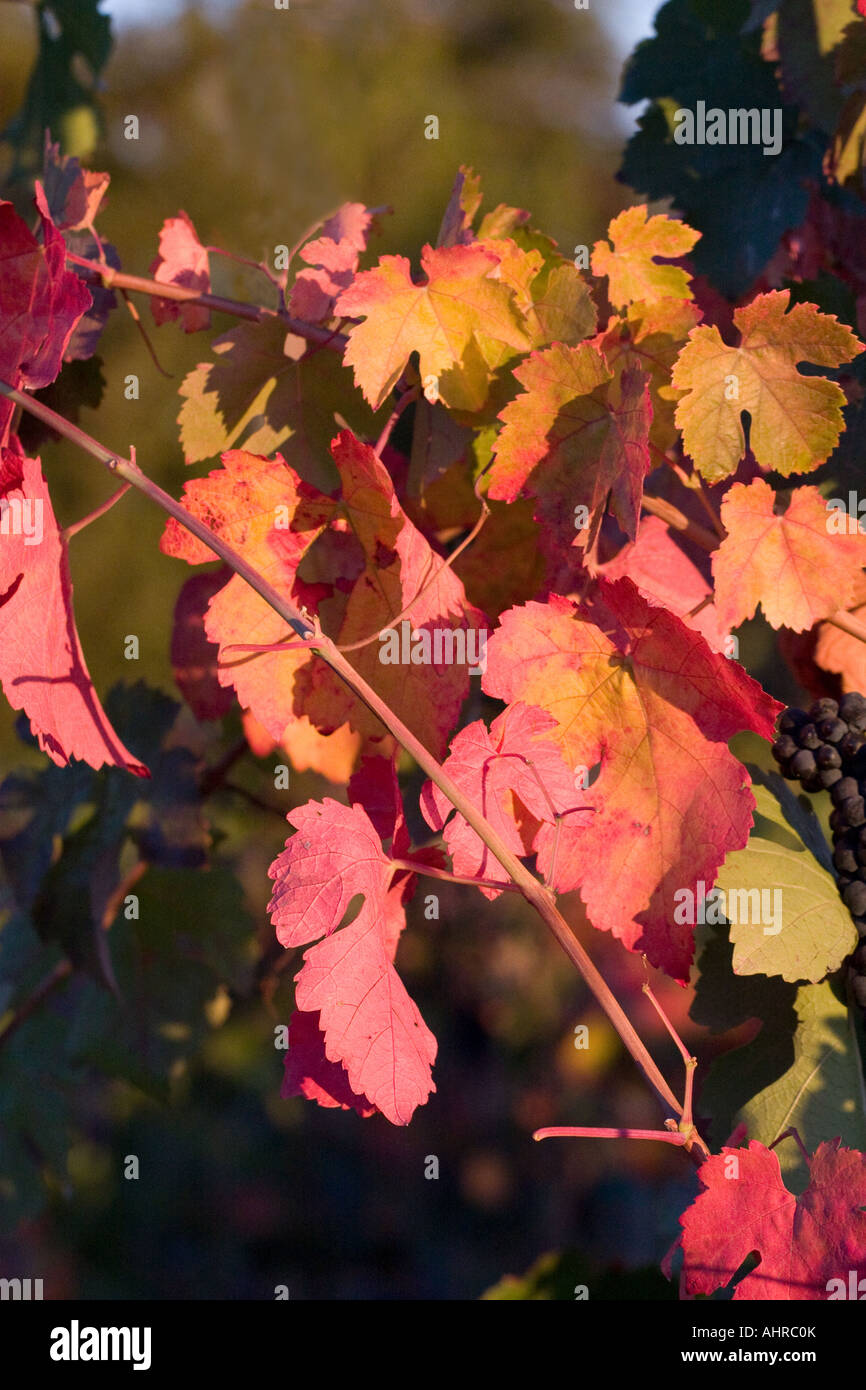 Fall Grape Leaves Stock Photo - Alamy