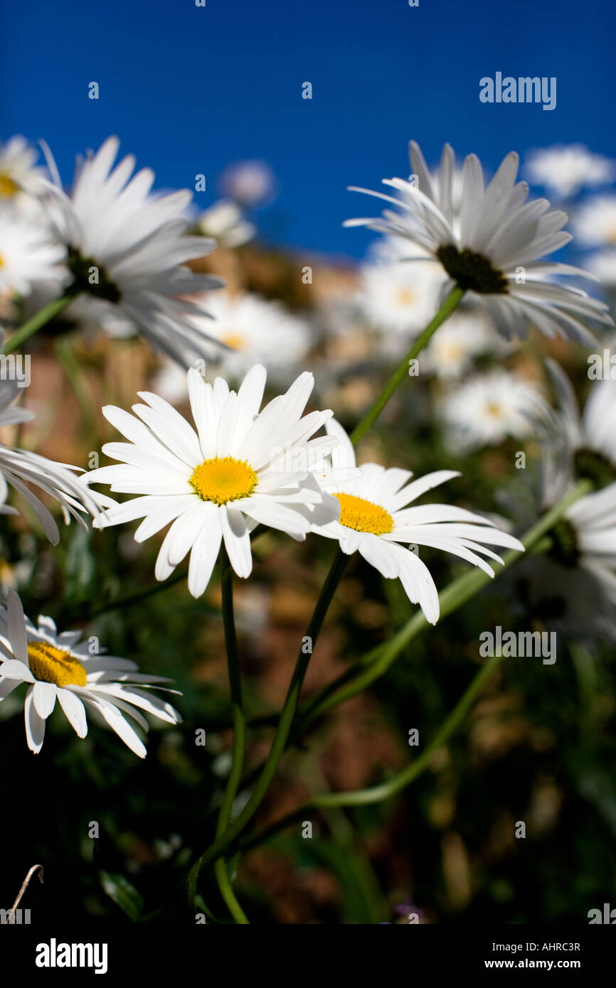 daisies in a garden Stock Photo - Alamy