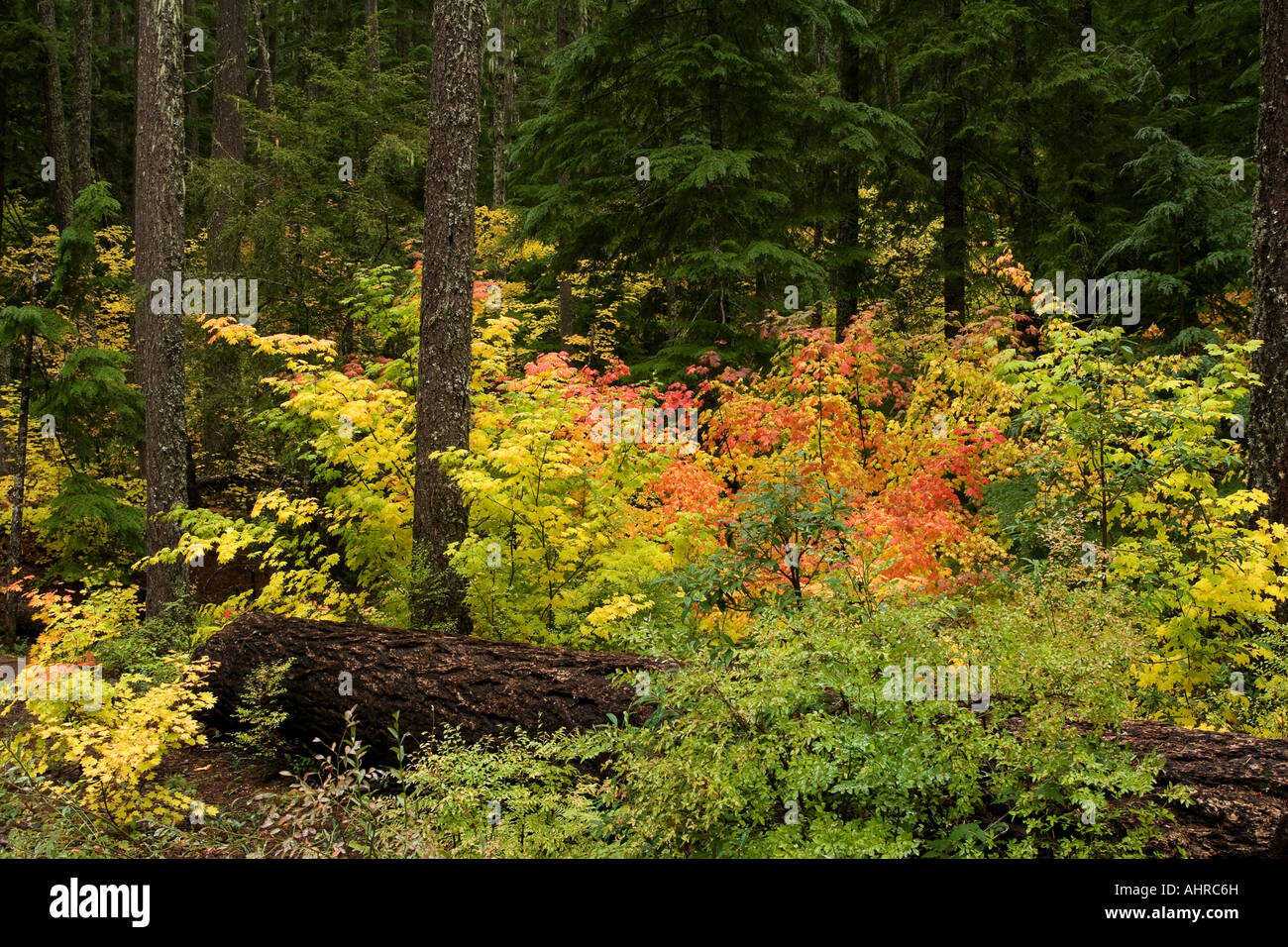 Fall Color On An Oregon Cascades Trail Stock Photo - Alamy