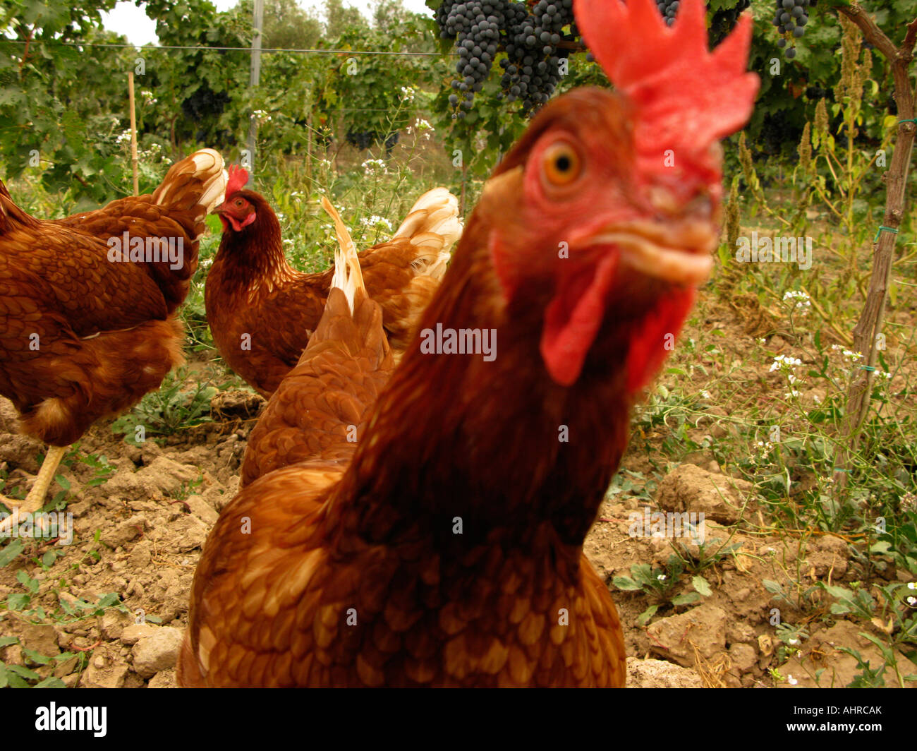 chicken outdoors winery vineyard nature Stock Photo - Alamy